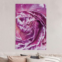Bilderwelten Akustikbild Blumen violett modern Schallschutzbild - Ranunkel - Rose Wohnzimmer Schlafzimmer