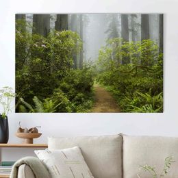 Bilderwelten Akustikbild Nebliger Waldpfad
