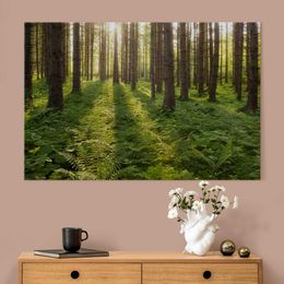 Akustikbild Sonnenstrahlen in gr&uuml;nem Wald