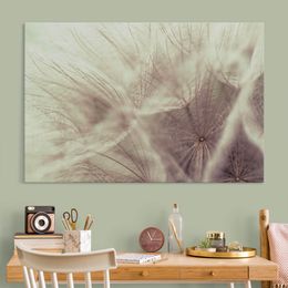Akustikbild Detailreiche Pusteblumen Makroaufnahme mit Vintage Blur Effekt