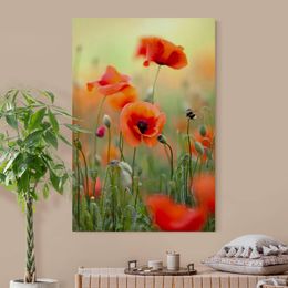 Akustikbild Roter Sommermohn