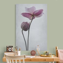 Akustikbild Anemonen in rosa