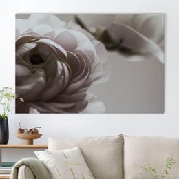 Bilderwelten Akustikbild beige Motiv Schallschutzbild - Dunkle Bl&uuml;te im Fokus - Rose Wohnzimmer Schlafzimmer
