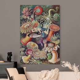 Akustikbild Nymphe mit Seeanemonen