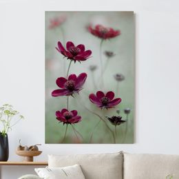 Bilderwelten Akustikbild Blumen violett Motiv Schallschutzbild - Pinke Kosmeen - Wandbild Wohnzimmer Schlafzimmer