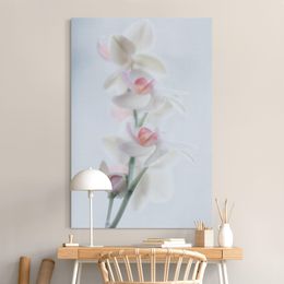 Bilderwelten Akustikbild weiss Motiv Schallschutzbild - Zerbrechliche Orchidee - Orchidee Wohnzimmer Schlafzimmer