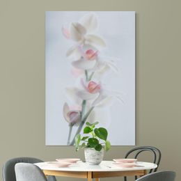 Akustikbild Zerbrechliche Orchidee