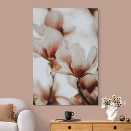 Akustikbild Zarte Magnolienbl&uuml;ten im Lichtspiel
