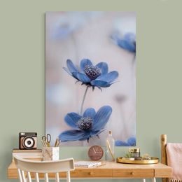 Akustikbild Blaue Kosmeen