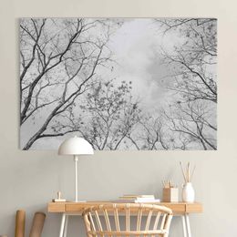 Bilderwelten Akustikbild Wald grau Tropisch Schallschutzbild - Baumkronen im Himmel in Warmgrau - Gr&auml;ser Wohnzimmer Schlafzimmer