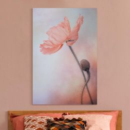 Akustikbild Mohnblumen Close-Up