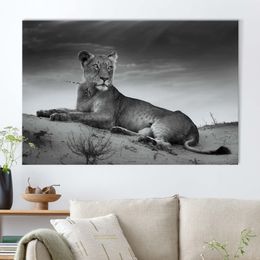 Bilderwelten Akustikbild Tiere schwarz weiss Motiv Schallschutzbild - Resting Lion - L&ouml;we Wohnzimmer Schlafzimmer