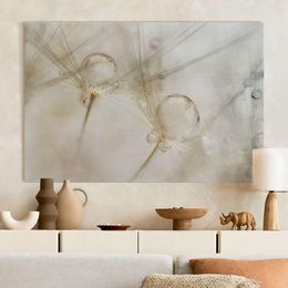 Bilderwelten Akustikbild beige Vintage Schallschutzbild - Wassertropfen in Pusteblumen - Pusteblume Wohnzimmer Schlafzimmer