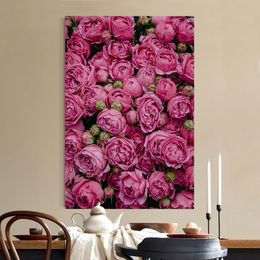 Akustikbild Pinke Pfingstrosen