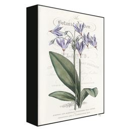 Bilderwelten Akustik-Wechselbild Botanisches Tableau - G&ouml;tterblume