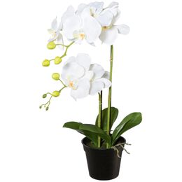Kunstpflanze Creativ green, wei&szlig;, H:55cm, Kunststoff, Polyester, Kunstpflanzen, Kunstpflanze