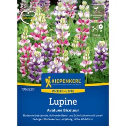 Kiepenkerl Lupine 'Avalune Bicolour Mix' Lieferform: Portionssaatgut