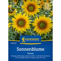 Kiepenkerl Sonnenblume 'Pacino' Lieferform: Portionssaatgut