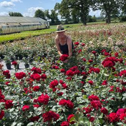 Kletterrose 'Naheglut / That's Jazz ', 5 Liter, A-Qualit&auml;t, 3 starke Triebe Liefergr&ouml;&szlig;e: drei starke Triebe