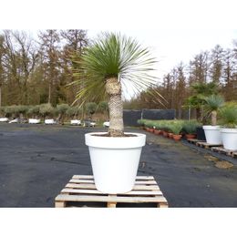 Yucca Rostrata 190 cm Stamm 80 cm im Pflanzk&uuml;bel &Oslash;80 cm Wei&szlig; winterhart