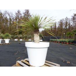 Yucca Rostrata 150 cm Stamm 50 cm im Pflanzk&uuml;bel &Oslash;80 cm Wei&szlig; winterhart