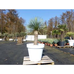 Yucca Rostrata 180 cm Stamm 70 cm im Pflanzk&uuml;bel &Oslash;80 cm Wei&szlig; winterhart