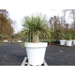 Yucca Rostrata 165 cm Stamm 40 cm im Pflanzk&uuml;bel &Oslash;80 cm Wei&szlig; winterhart