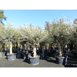 Olivenbaum verzweigt Hojiblanca 200 - 250 cm, kr&auml;ftige St&auml;mme, winterharte Olive, Olea europaea