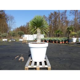 Yucca Rostrata 180 cm Stamm 60 cm im Pflanzk&uuml;bel &Oslash;80 cm Wei&szlig; winterhart