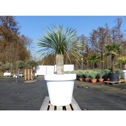 Yucca Rostrata 195 cm Stamm 65 cm im Pflanzk&uuml;bel &Oslash;80 cm Wei&szlig; winterhart