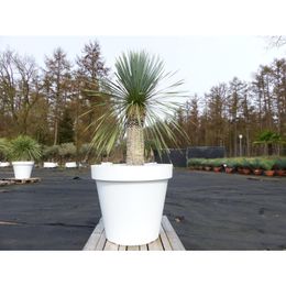 Yucca Rostrata 170 cm Stamm 60 cm im Pflanzk&uuml;bel &Oslash;80 cm Wei&szlig; winterhart