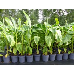 Bananenstaude Banane Musa Basjoo 120 - 150 cm winterhart Staude japanische Faserbanane