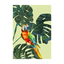 Bild Komar "Green-Winged Macaw", bunt (farbe bild(er): bunt), B:30cm H:40cm, Holz, Papier, Bilder, Bild, Wandbild zur Dekoration - ohne Rahmen