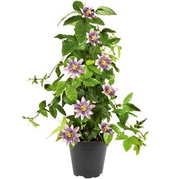 Passionsblume 75 cm Pyramide 17 cm Topf