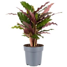 Calathea 'Rufibarba' 11 cm Topf