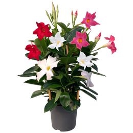 Dipladenia Trio am Spalier 14 cm Topf