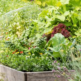 Gem&uuml;sepflanzen 'Plastikfrei - ich bin dabei' verschiedene Sorten 12 cm Topf