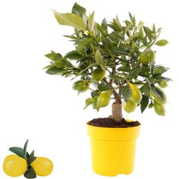 Limette 'Limequat' 14 cm Topf