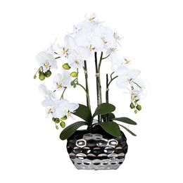 Phalaenopsis in Ovalvase, H&ouml;he 550 mm, Bl&uuml;ten wei&szlig; kaiserkraft