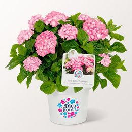 Ballhortensie &bdquo;Diva fiore&ldquo;