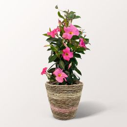 Dipladenia Pyramide