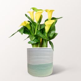 Gelbe Calla im Keramiktopf