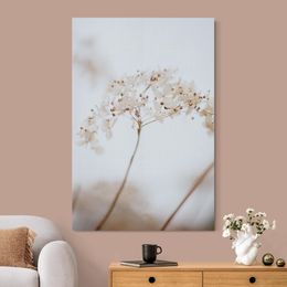 Akustikbild Zarte hellgelbe Trockenblume