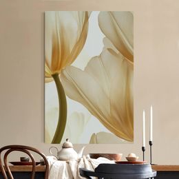 Akustikbild Zarte Tulpenbl&uuml;ten Creme