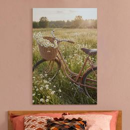 Akustikbild Fahrrad im Margeritenfeld