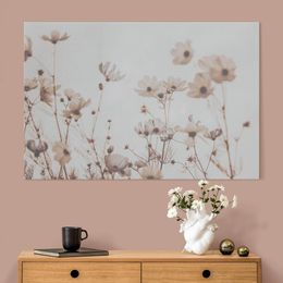 Akustikbild Cosmea im Sommer