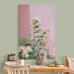 Akustikbild Sanfte Bl&uuml;ten vor Pink