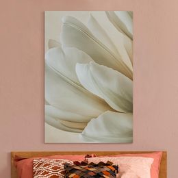 Akustikbild Zarte Tulpenbl&uuml;ten Ros&eacute;