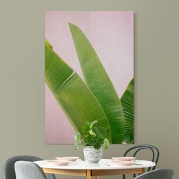 Akustikbild Bananenpalmenbl&auml;tter vor rosa Wand