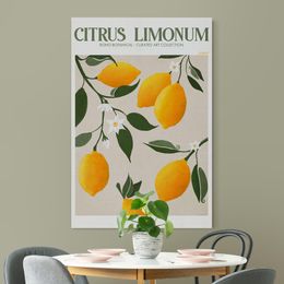 Akustikbild Citrus Limonum